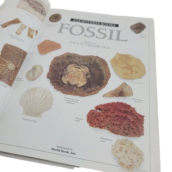 Other | Vintage 199 Dk Eyewitness Books Fossil By Paul D Taylor Hardcover Book | Poshmark